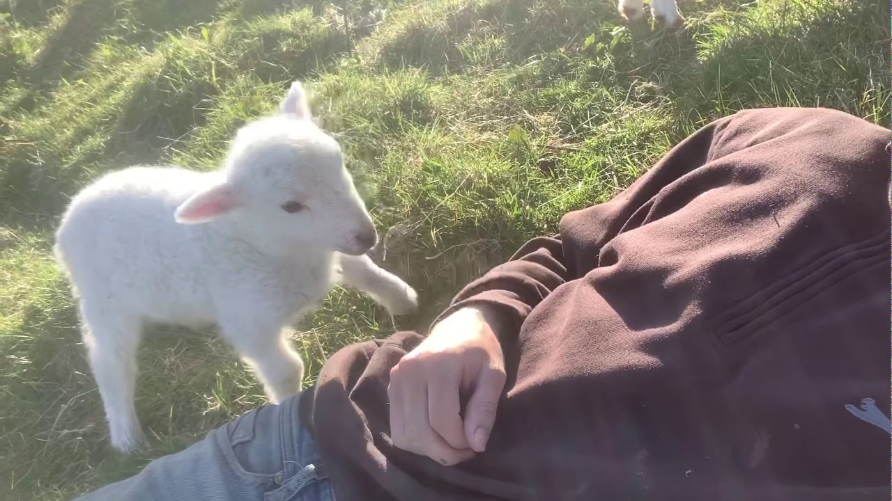 This little lamb needs some attention This little lamb needs some attention
