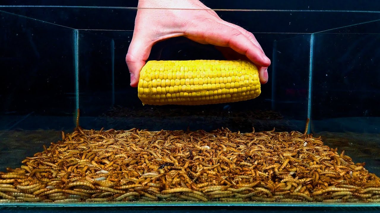 10,000 worms put away some serious vegetables