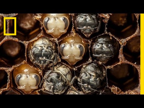 Bee timelapse shows them hatching before your eyes