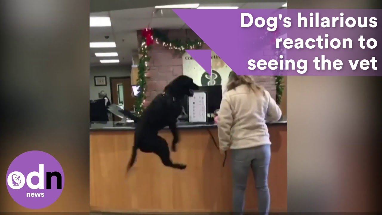 Adorable dog's reaction at vet.