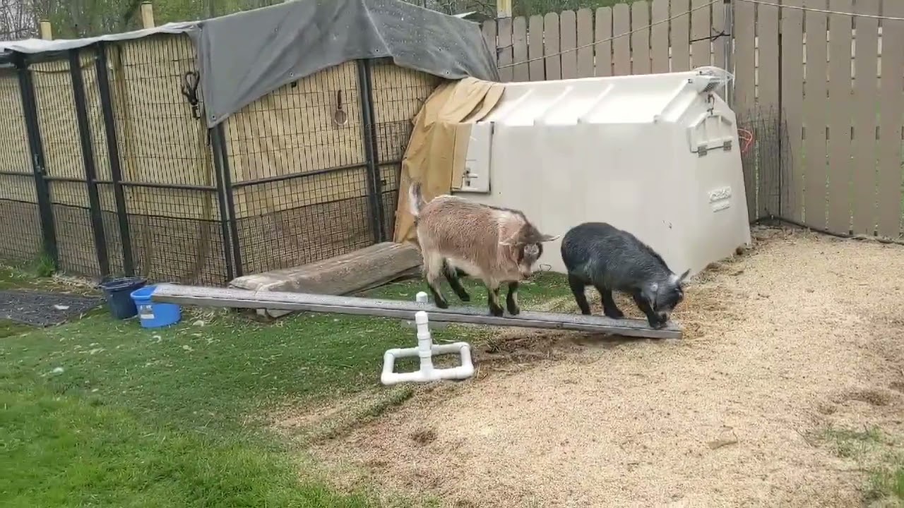 Goats try to play on see-saw