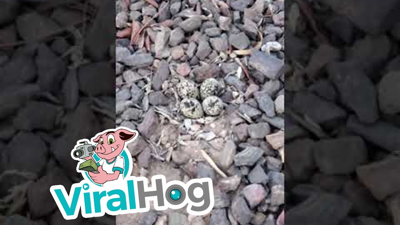 Killdeer birds have odd defense mechanism.
