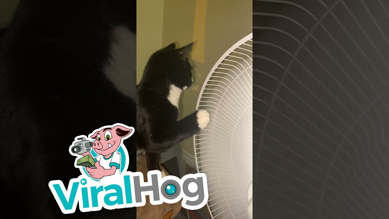 Kitty plays fan like instrument.
