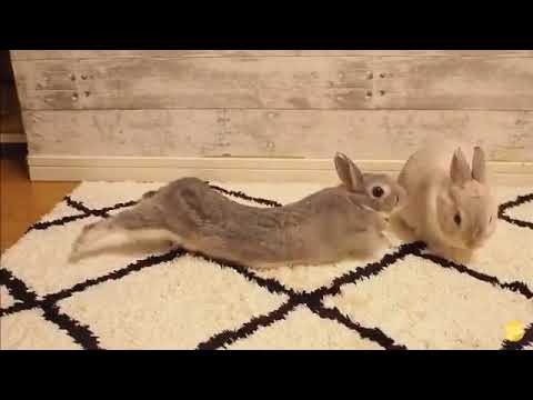 Learn how to sneak kisses from rabbit.