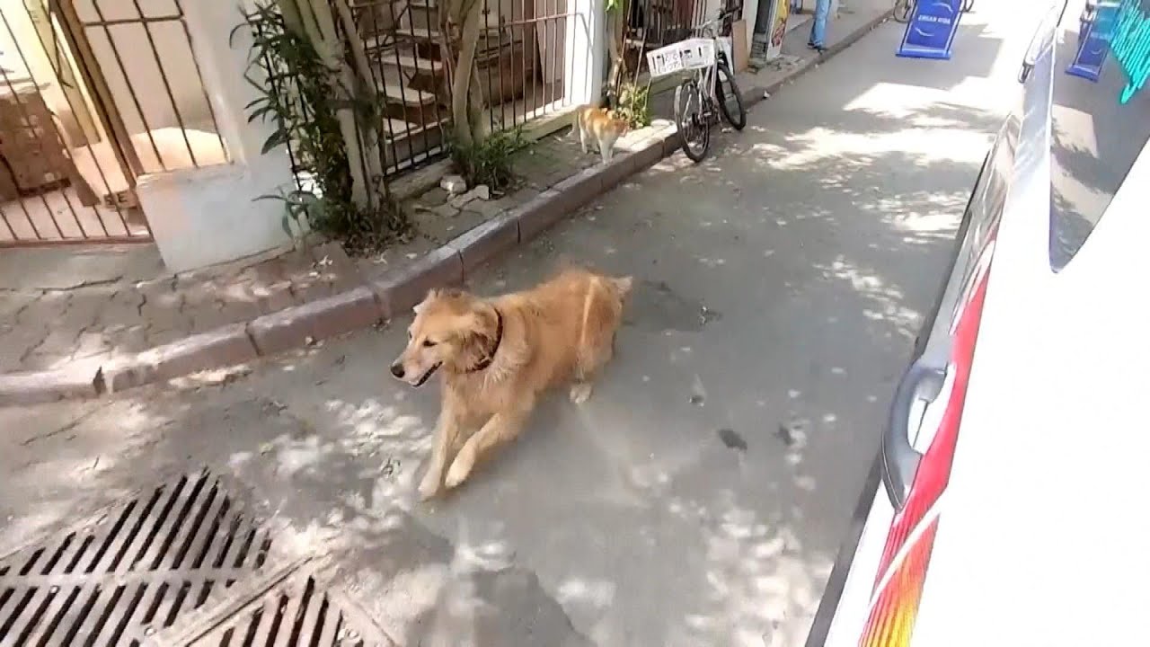 Dog chases ambulance carrying owner to hospital.