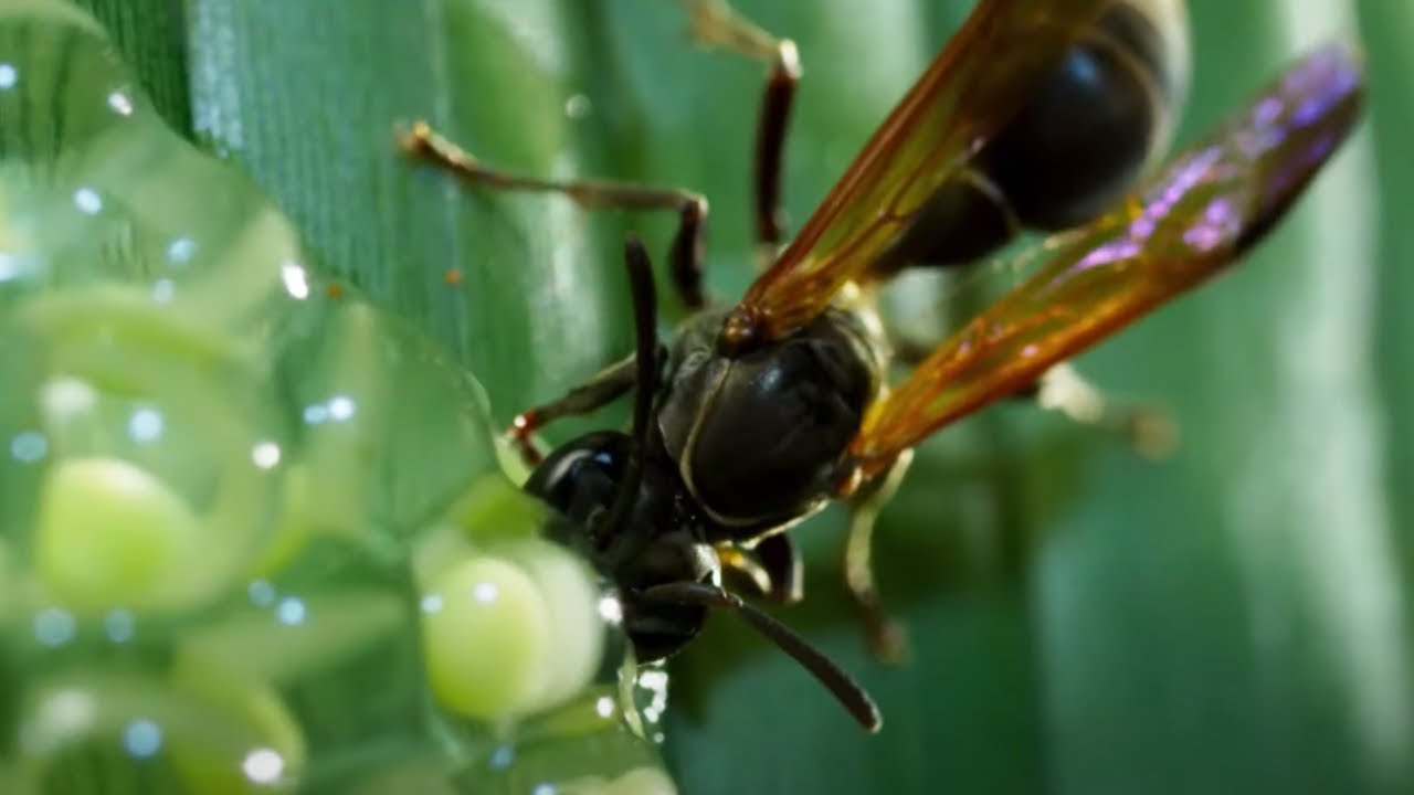 Frog daddy protects eggs from wasps.