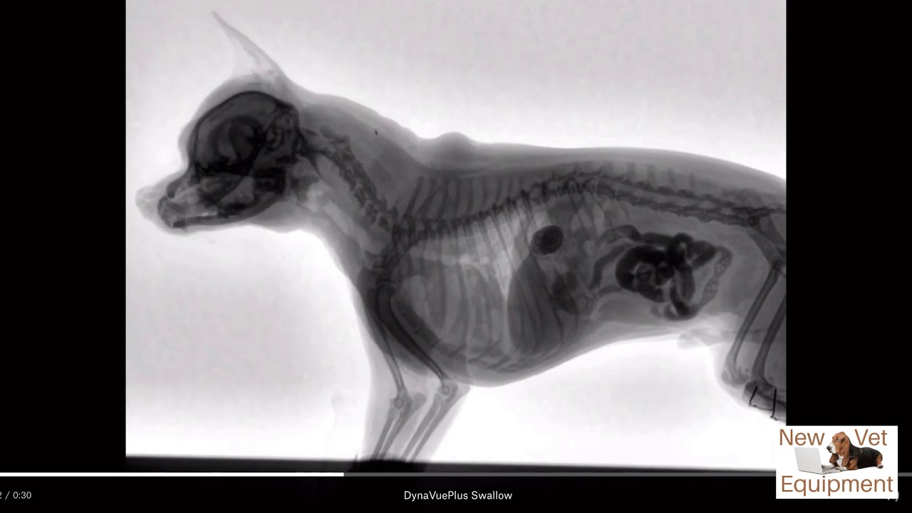 Fascinating x-ray of dog swallowing.