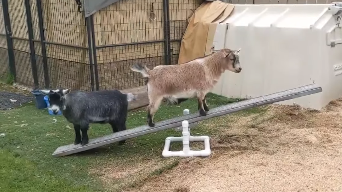 Goats try to play on see-saw