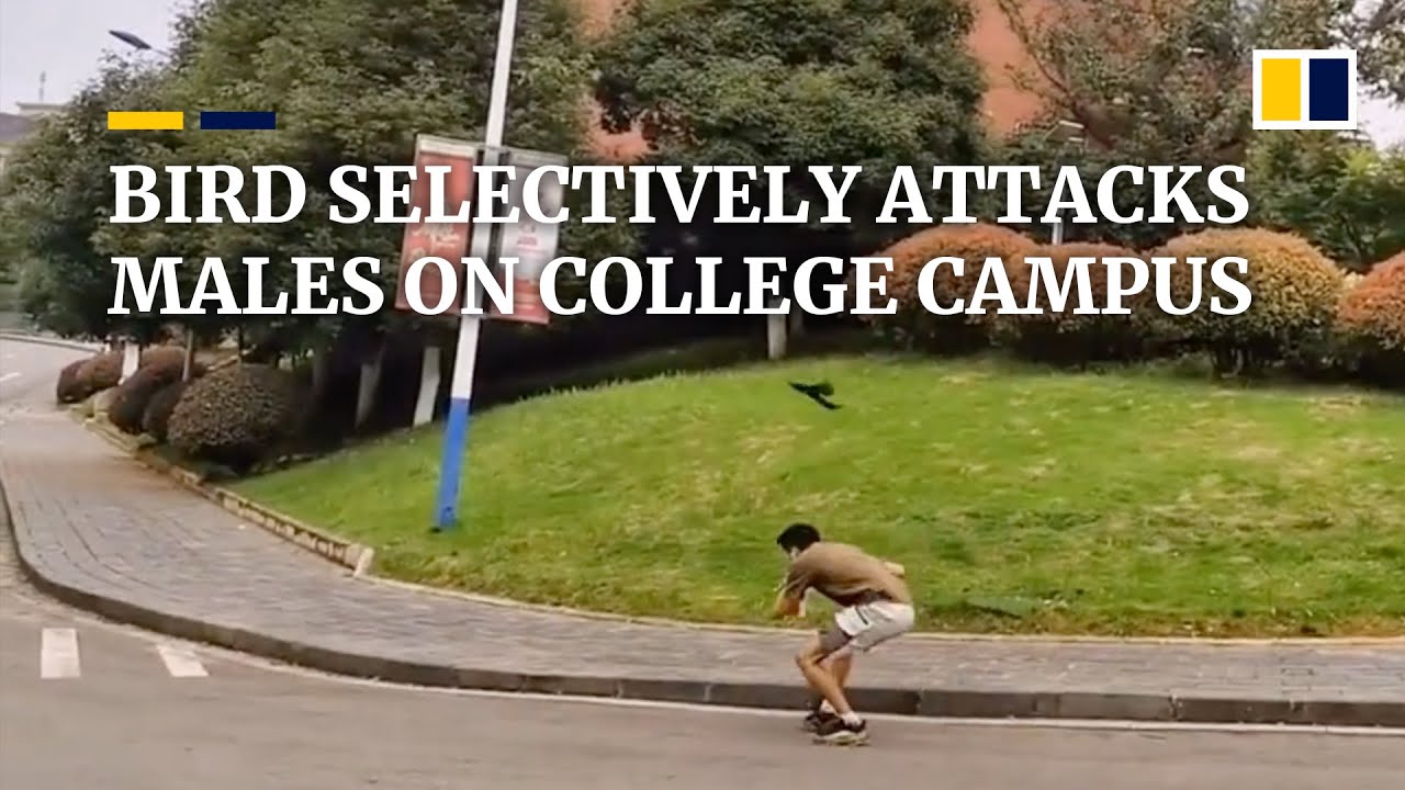 Bird selectively attacks only men on college campus