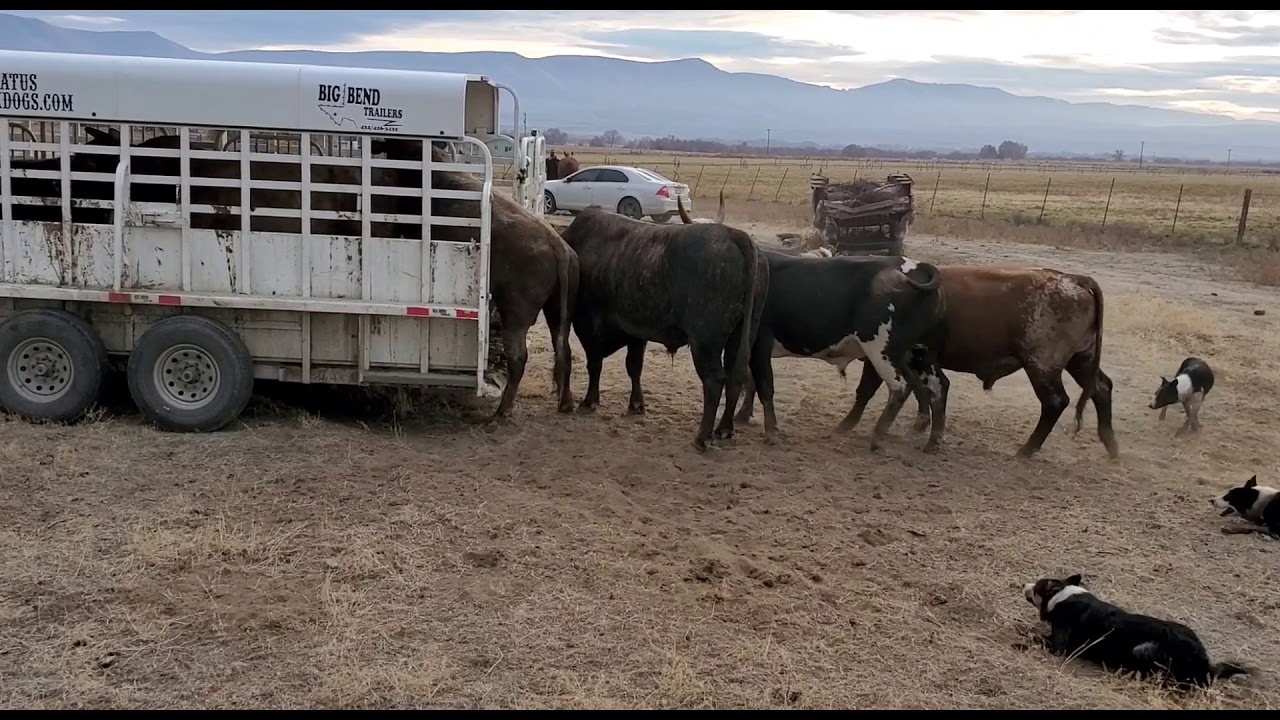 Cattle dogs help this cattle rancher load bucking bulls