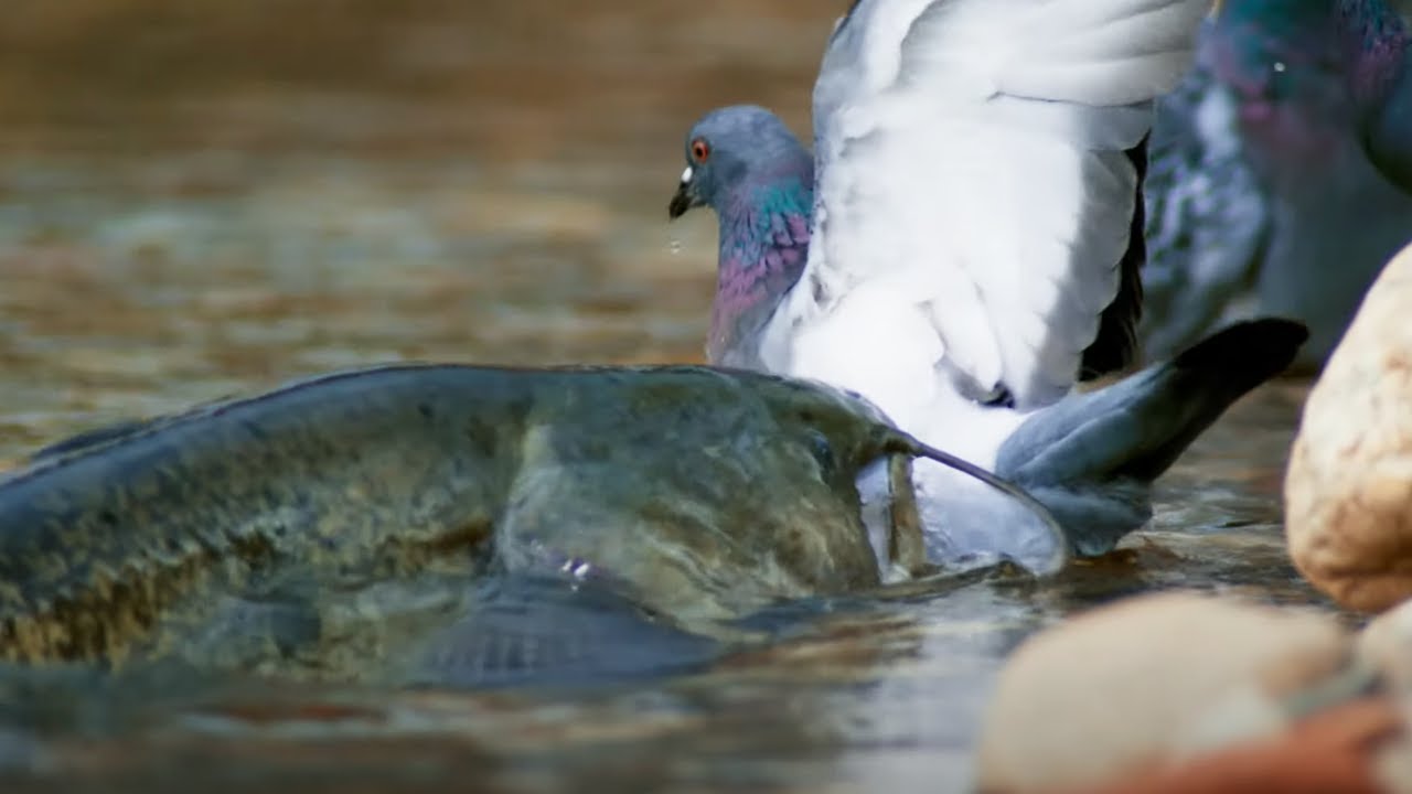 The fish that hunt pigeons