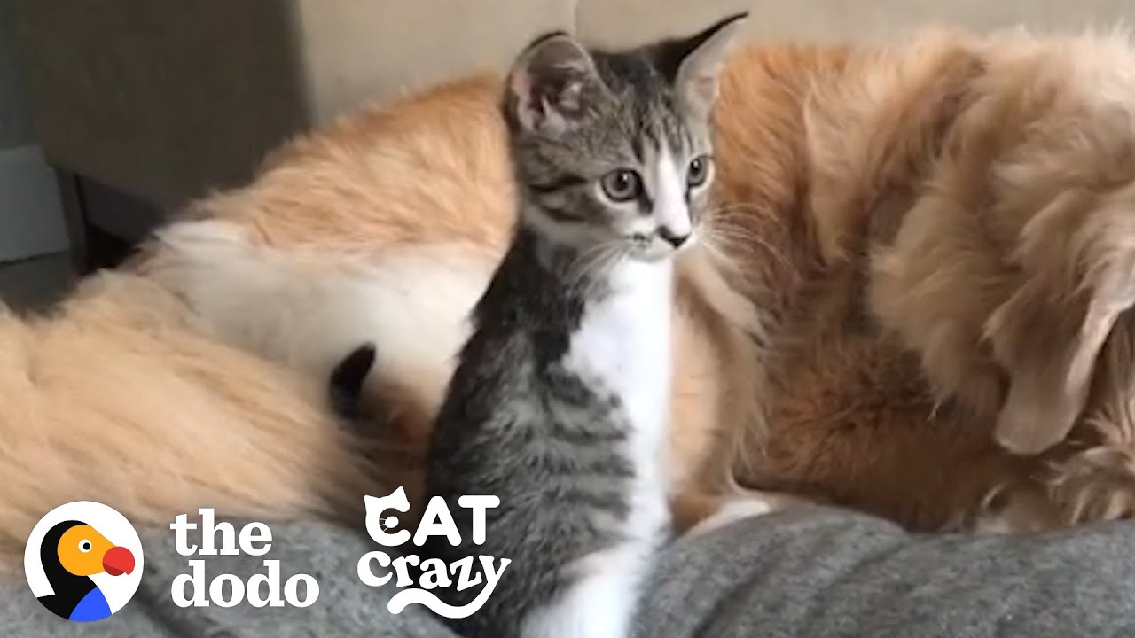 This tiny kitten grows up racing around her house like a t-rex