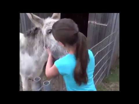 Adorable reaction of a donkey right after see the girl who raised him