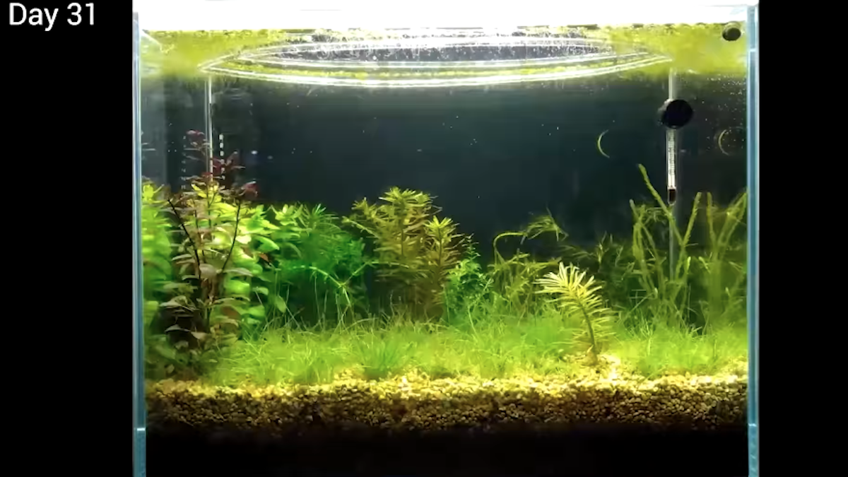 Guy builds a live ecosystem in his fish tank… here it is seven months later