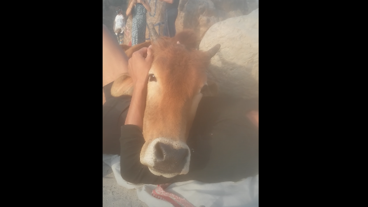 This cow cuddling with a person is the cutest thing we’ve seen all week.