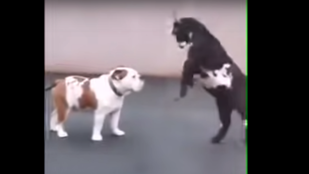 Goat vs. dog