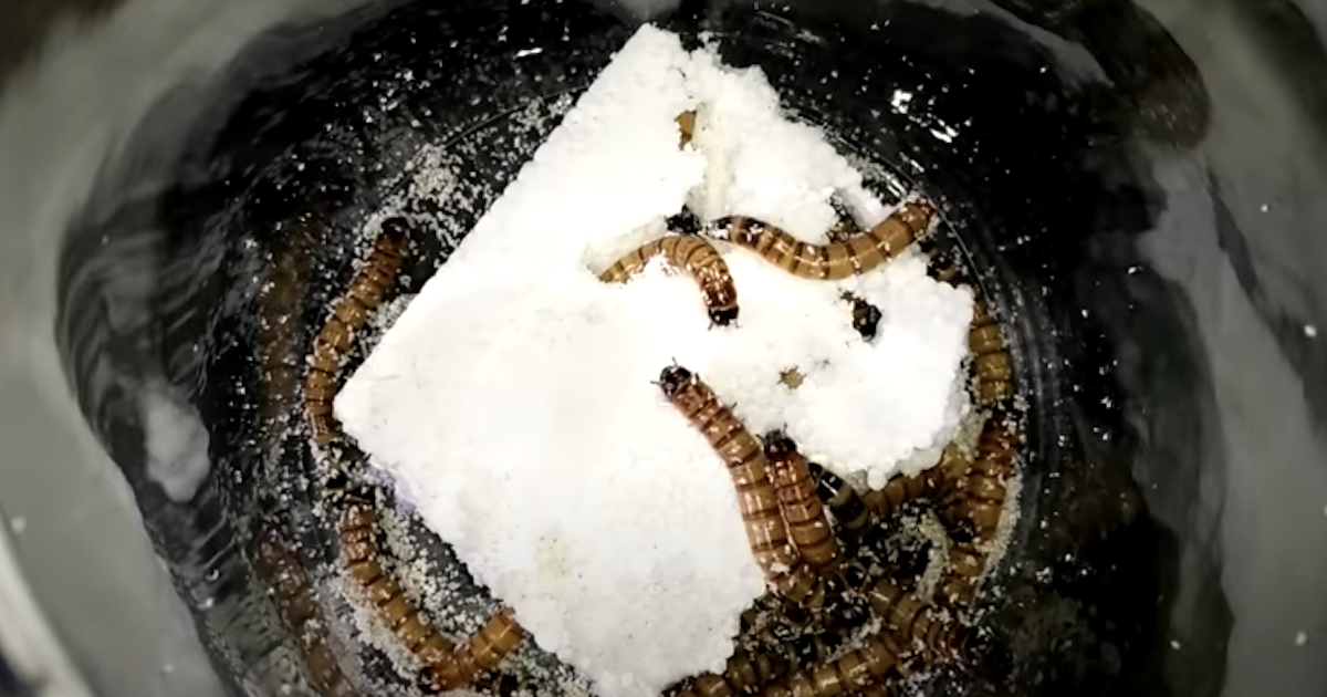 Break down styrofoam in days instead of hundreds of years.