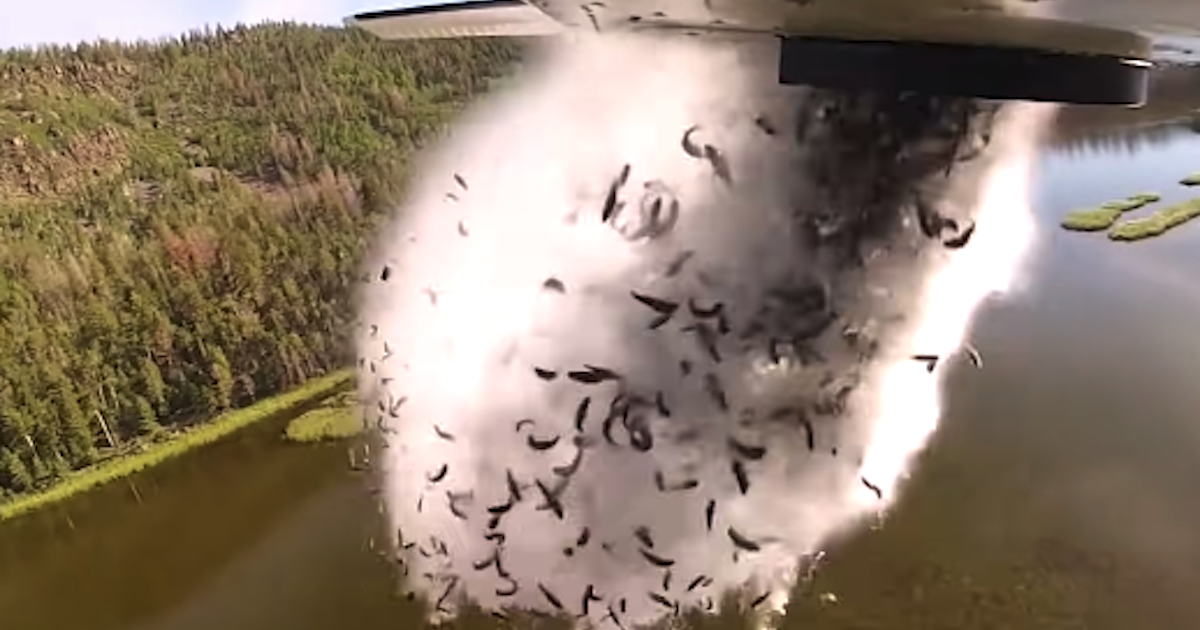 Why Utah drops fish out of airplanes into their mountain lakes