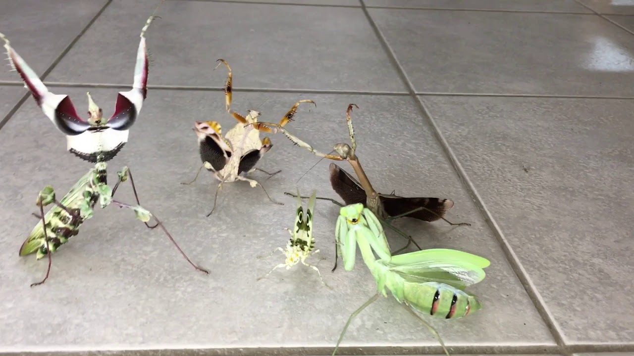 Aggressive mantis squad.