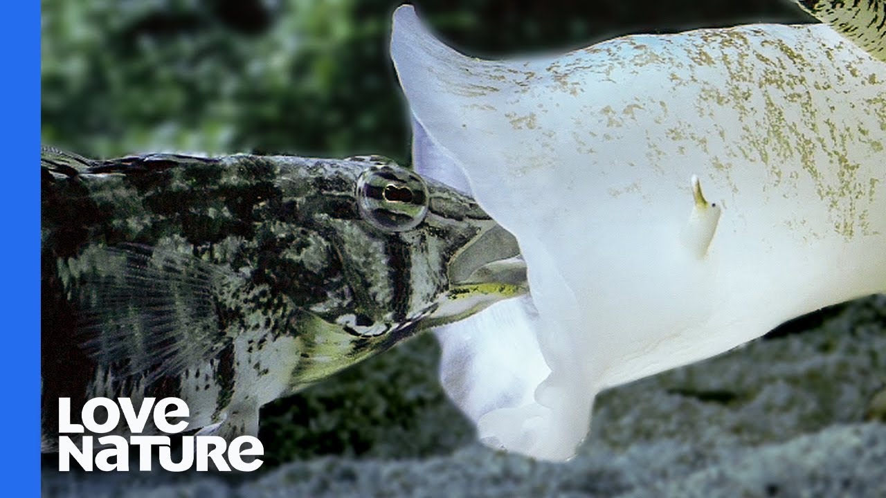 Cone snail kills prey with paralyzing agent.