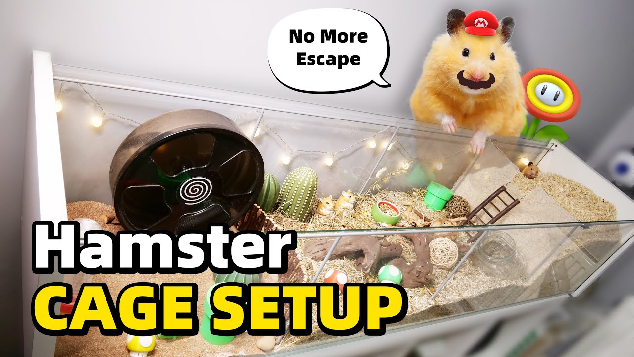 How to upgrade your hamster cage.