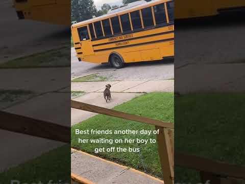 Pet puppy waits every day at bus stop for her best friend.