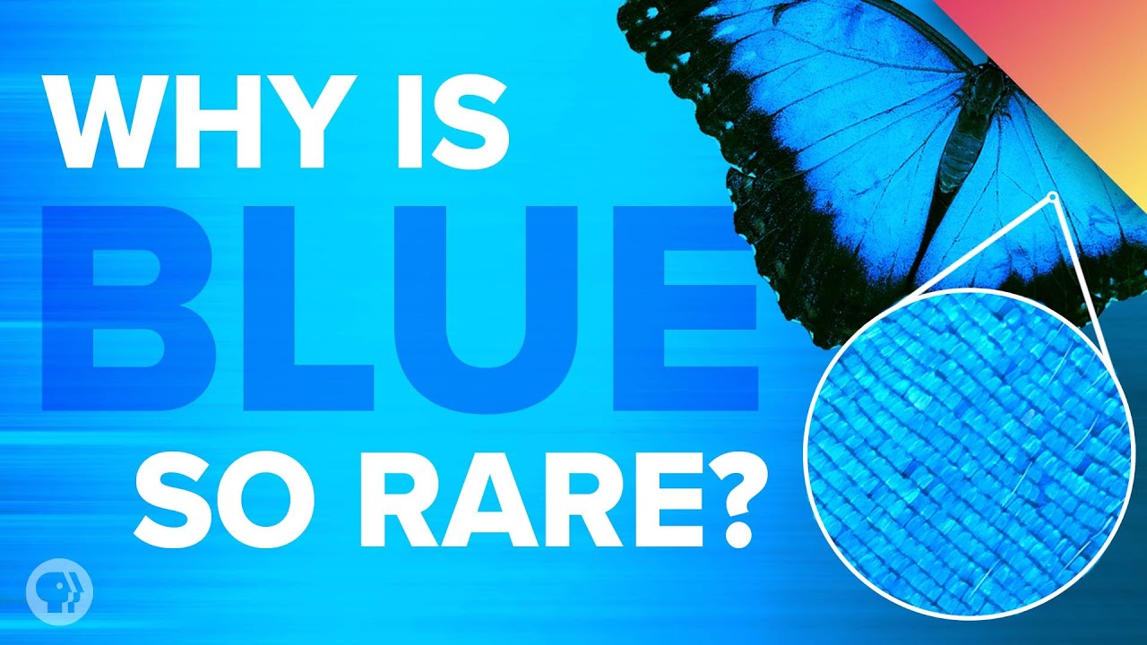 Why is the color blue so rare in nature?