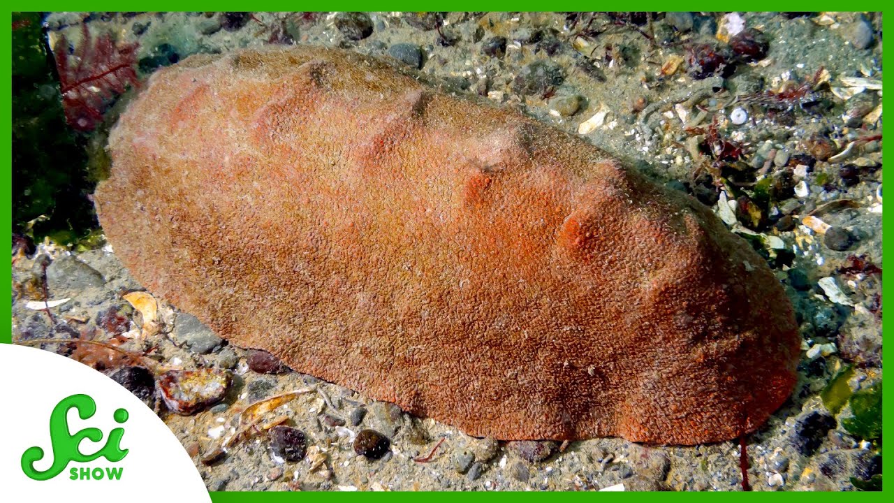 The snail-like creature hiding rare minerals in its teeth.