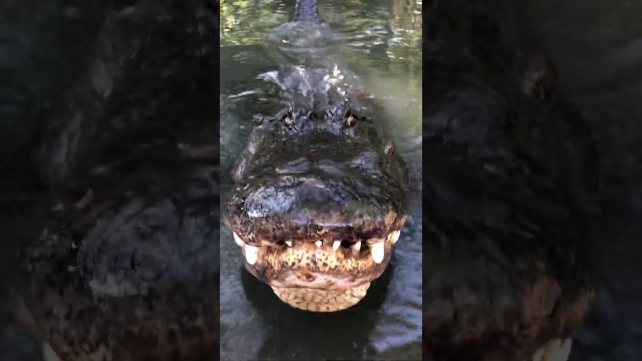 Alligator makes terrifying sounds.