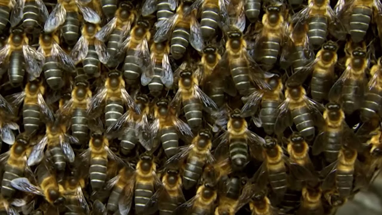 Bees buzzing in sync.
