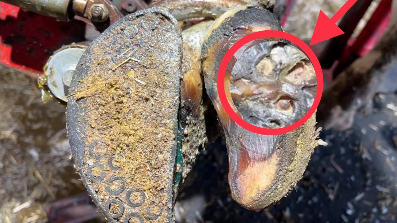 Cow goes in for hoof check-up.