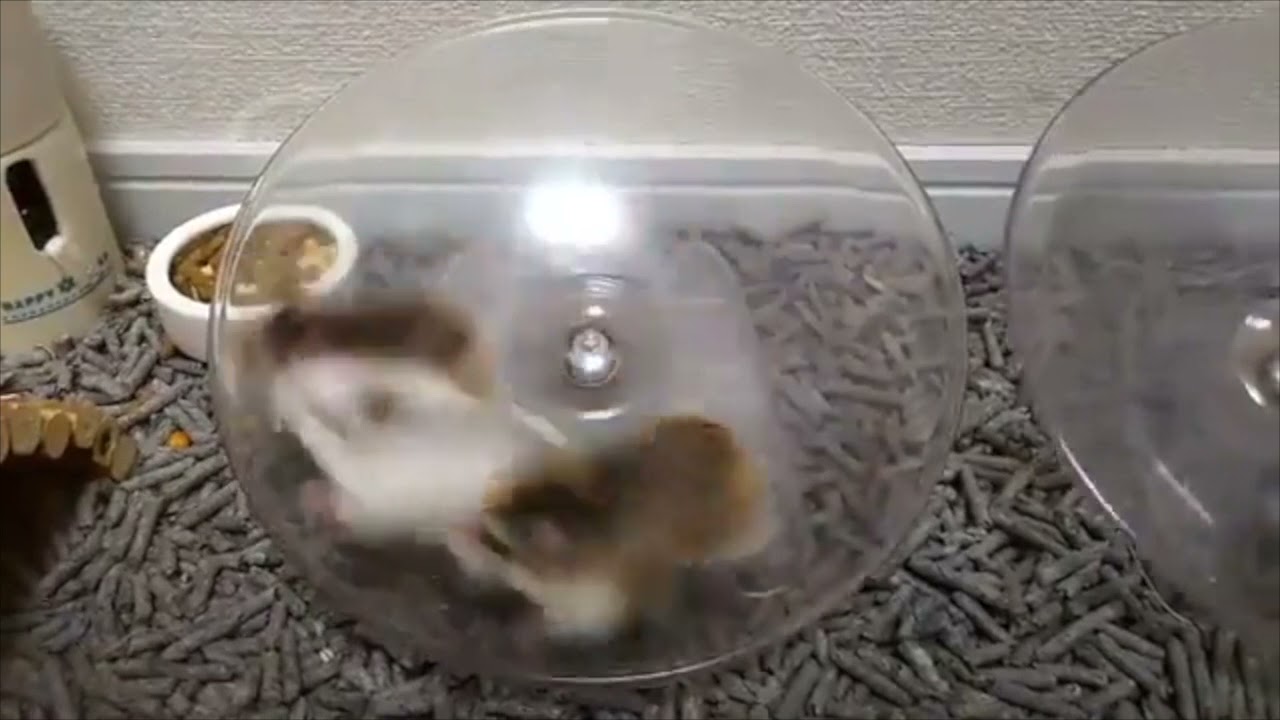 Interstellar hamsters.