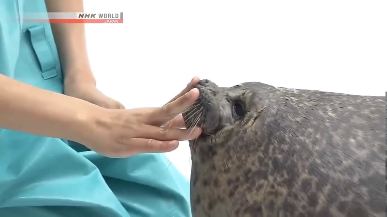 Seal goes "squish."