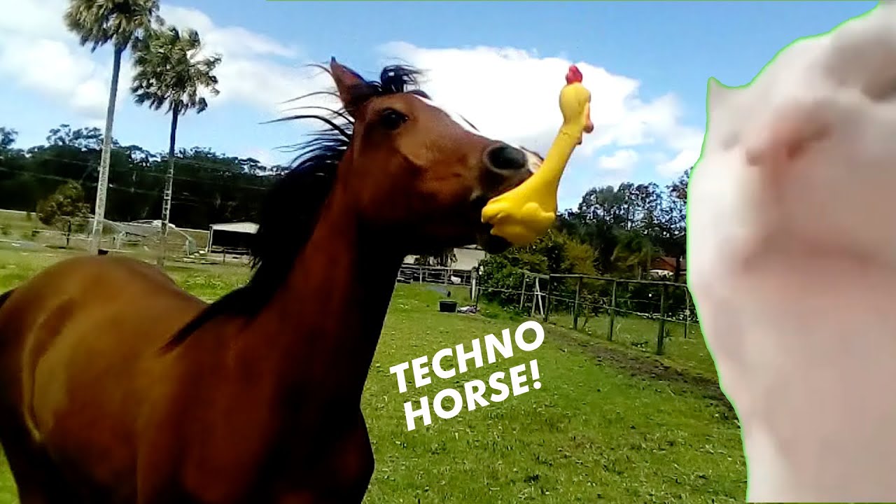 Squeaky chicken techno remix.