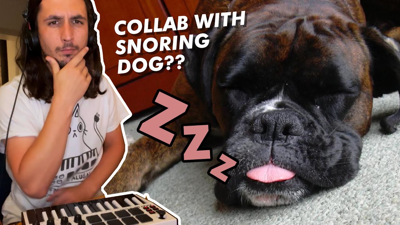 Dog snoring remixed into hilarious song.