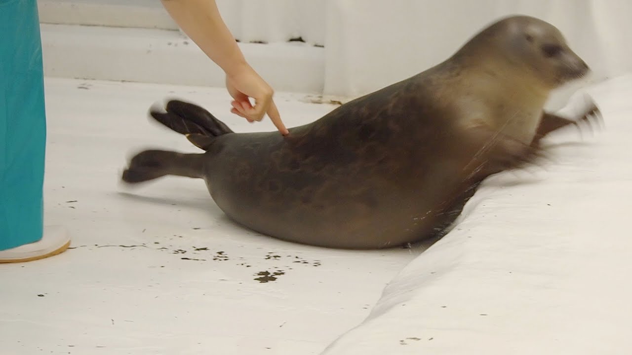 Sweet seal doing its thing.