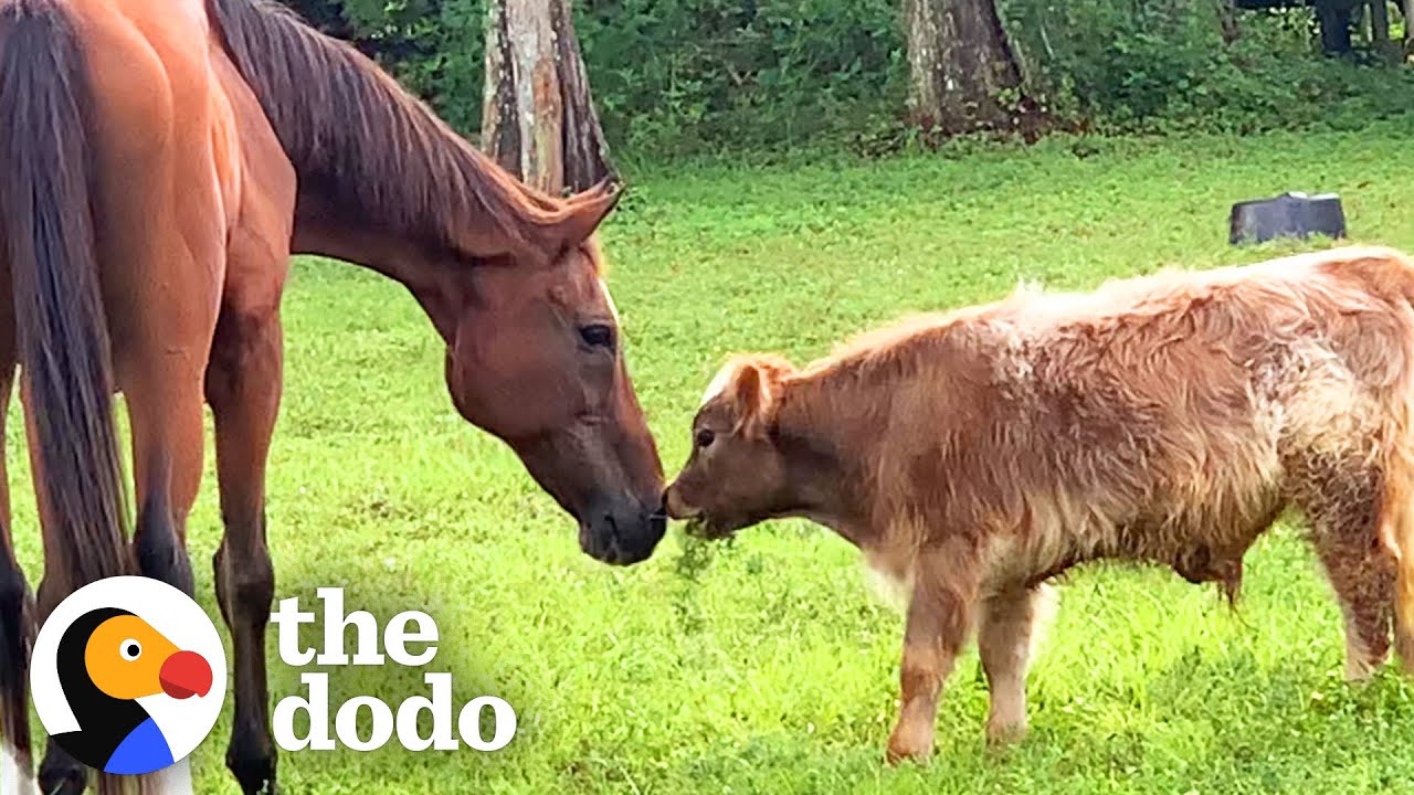 Mini cow meets barnyard soulmate.