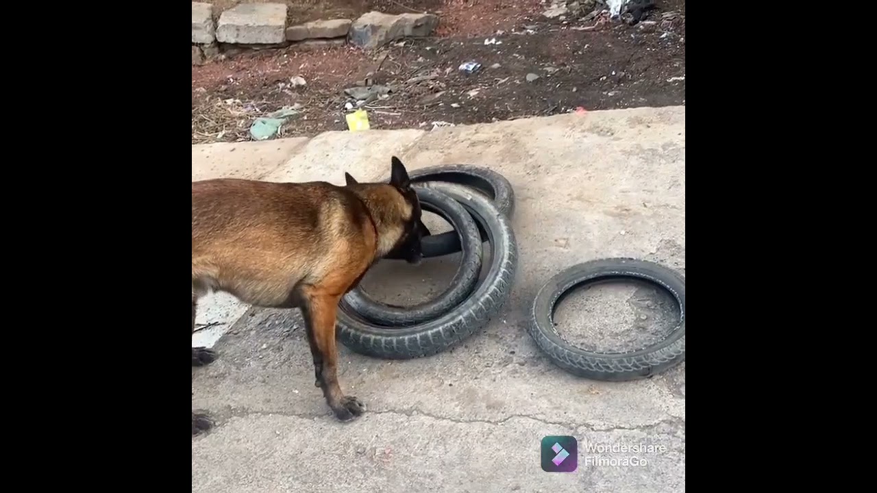 Clever doggo carries 4 tires at once.