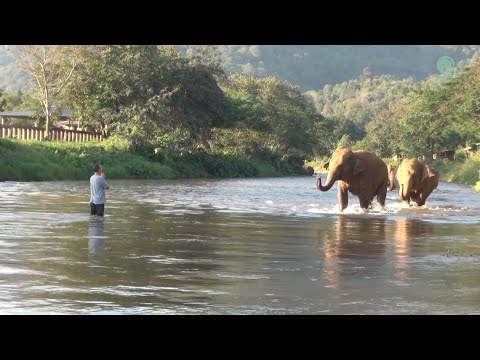 Elephants run to reunite with man after 14 months.