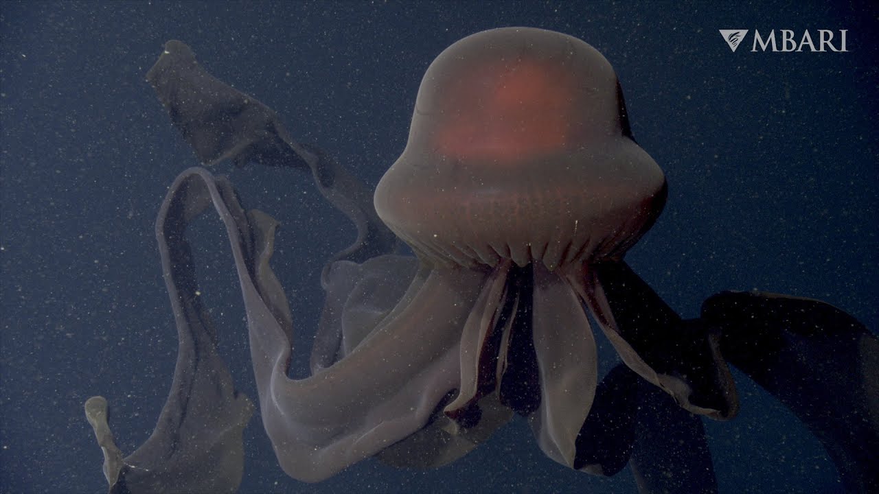 Rare sighting of deep-sea giant phantom jelly.