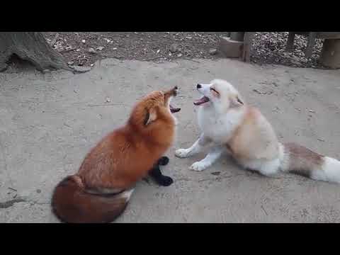 Foxes harmonizing in a duet.