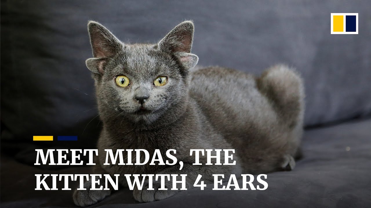 Kitten with four ears becomes internet sensation.
