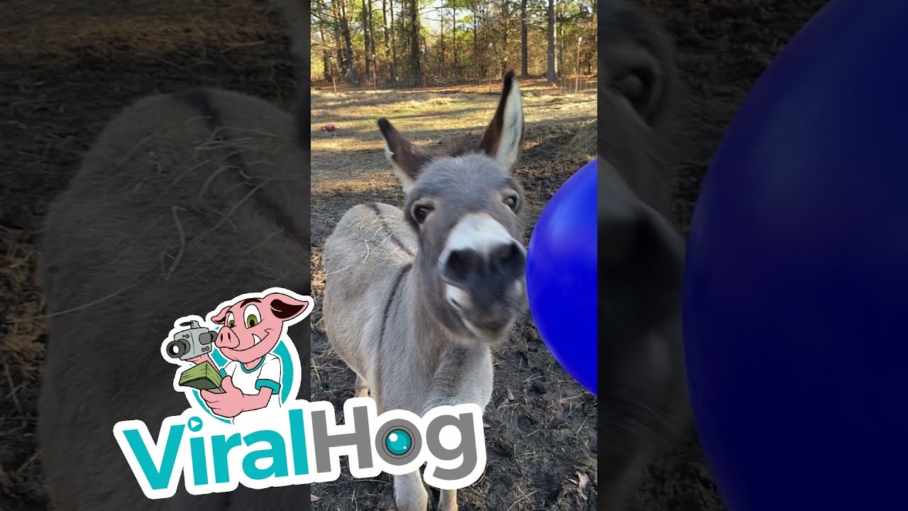 Donkey acting just like a kid on Christmas morning.