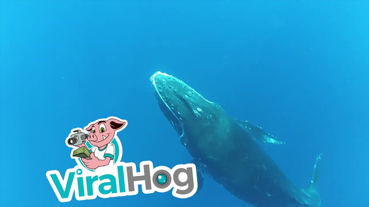 Incredible close-up of whale tail slap.