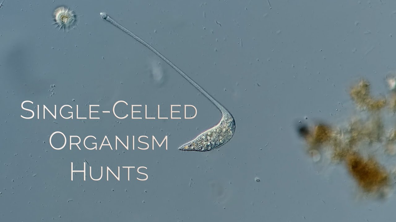 Single-celled organism hunts down another cell.