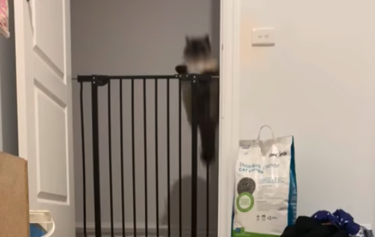 Cat jumps over baby gate like a pro