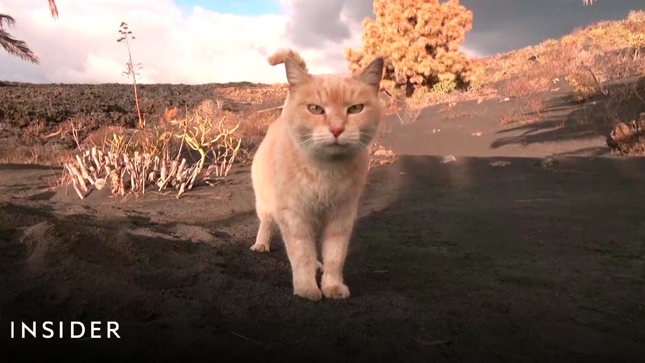 Officers rescue cats from La Palma volcano eruption.