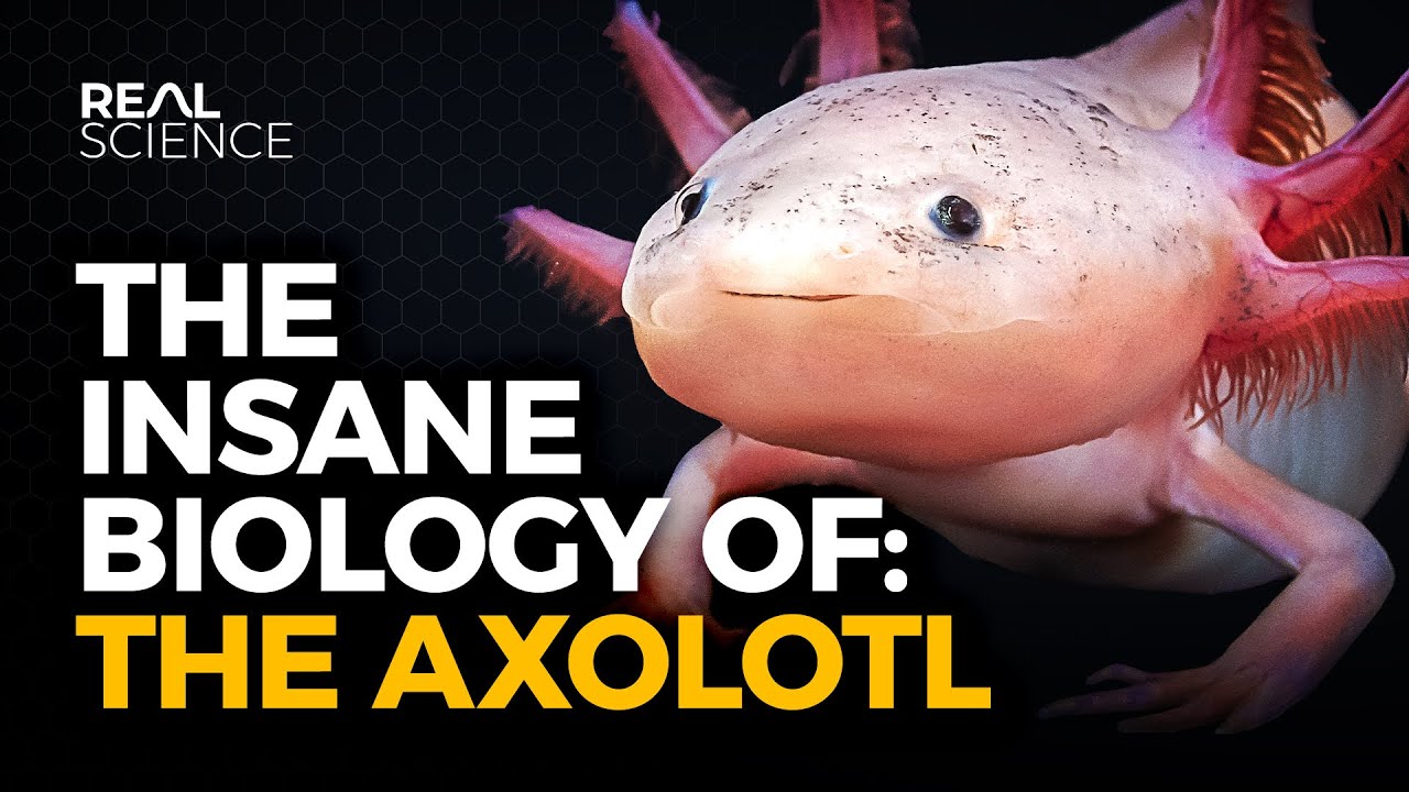 The insane biology of the axolotl