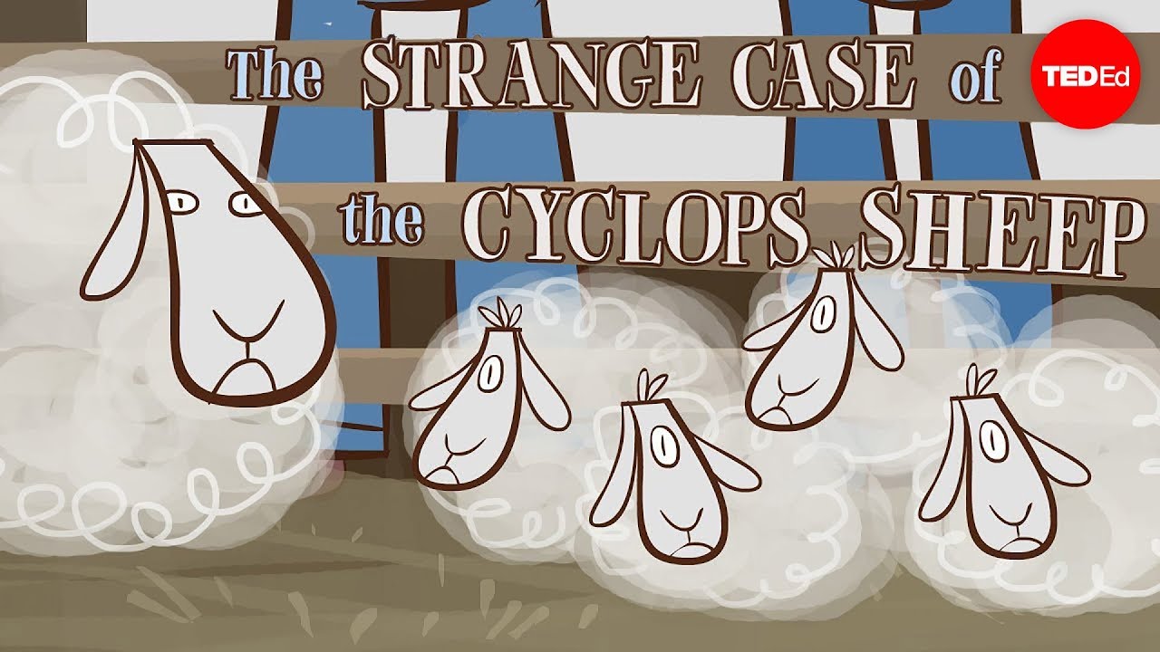 The mysterious case of the cyclops sheep.