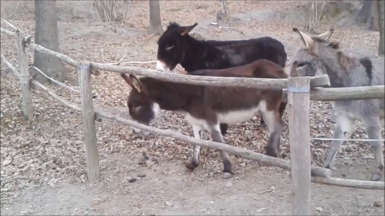 Smart donkey escape.